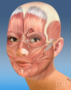 Social Significance of the Eyebrows and Periorbital Complex - Next ...